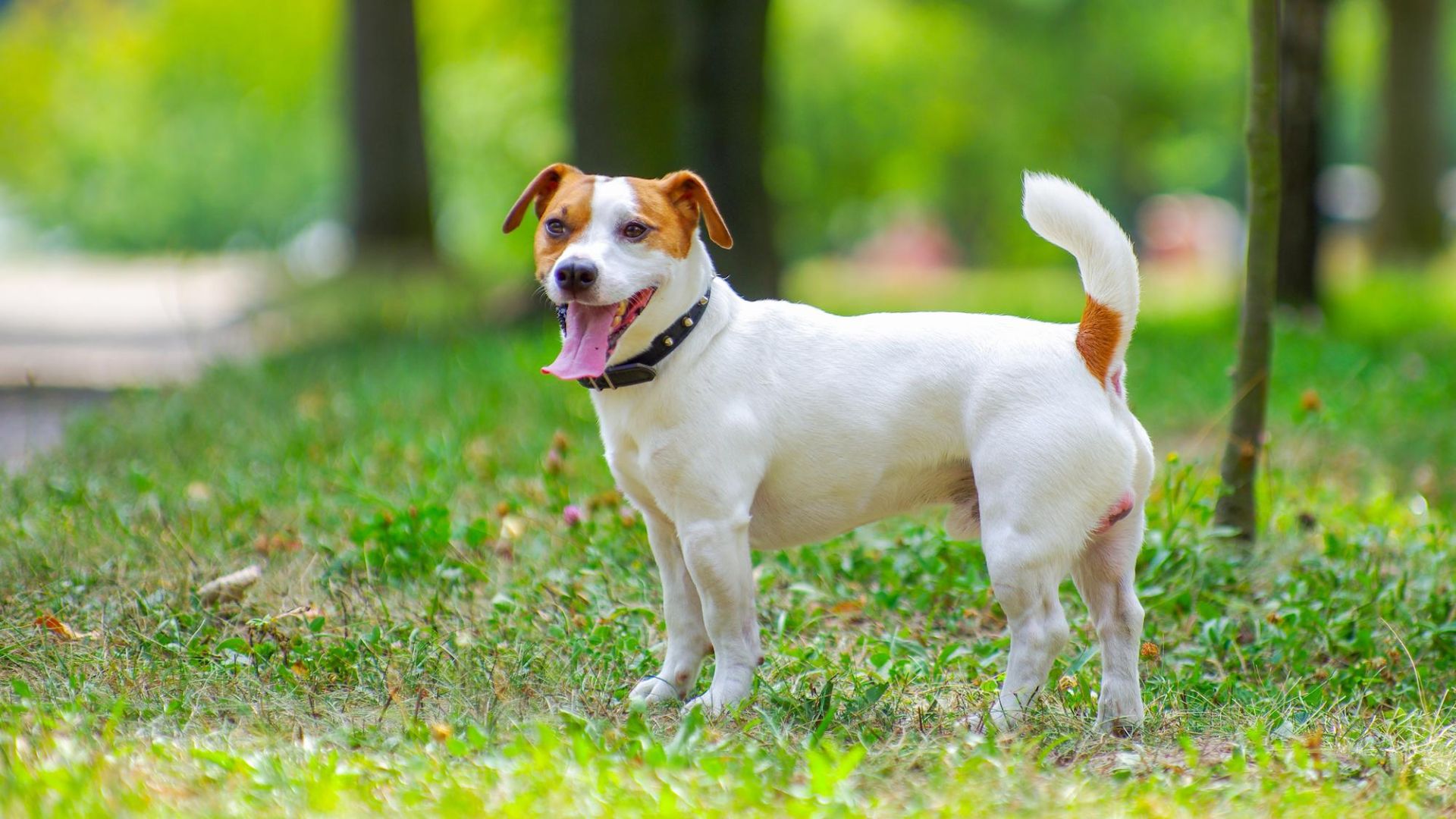 Southaven, MS Veterinary Careers | Precious Paws Animal Hospital